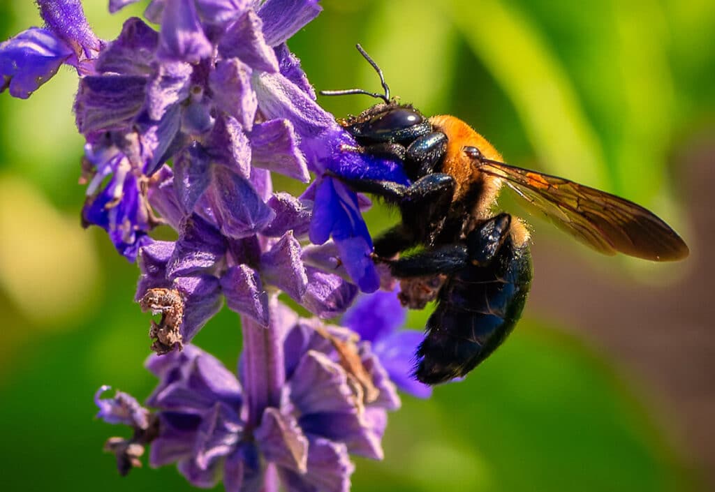 Carpenter Bee Control - Anticimex Carolinas