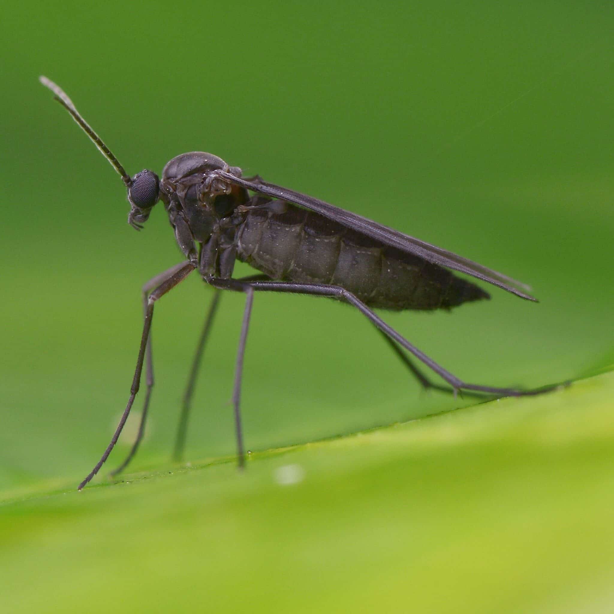Dark Fungus Gnats: The Pest You’ll Never Forget - Anticimex Carolinas