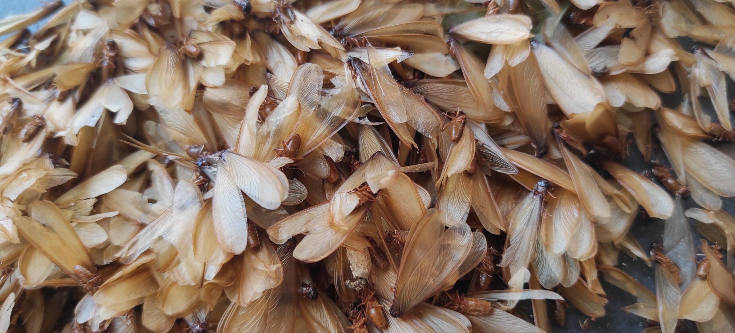 What Does A Swarm Of Flying Termites Look Like